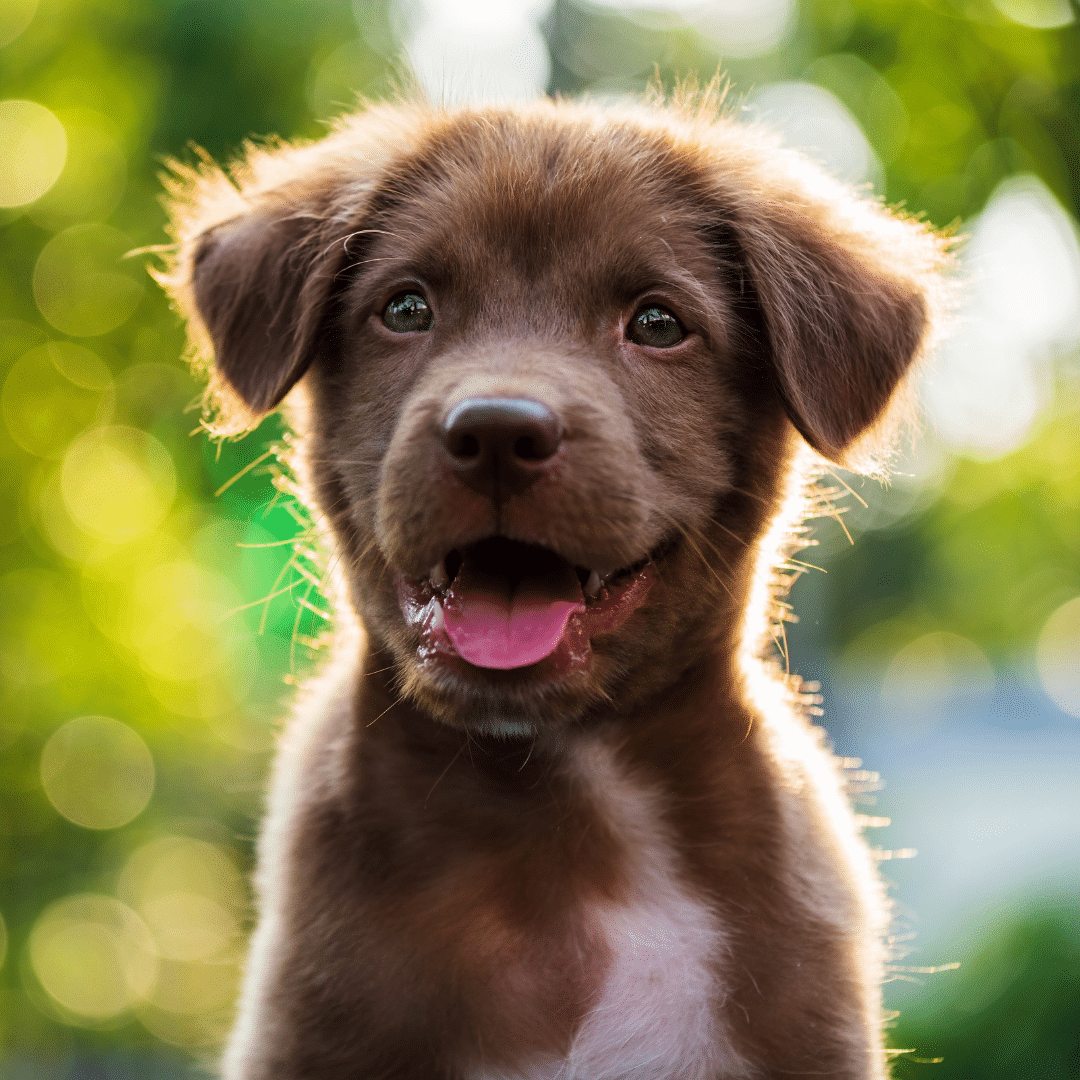 The Complete Guide To Puppy Feeding Quantity Frequency And Nutrition