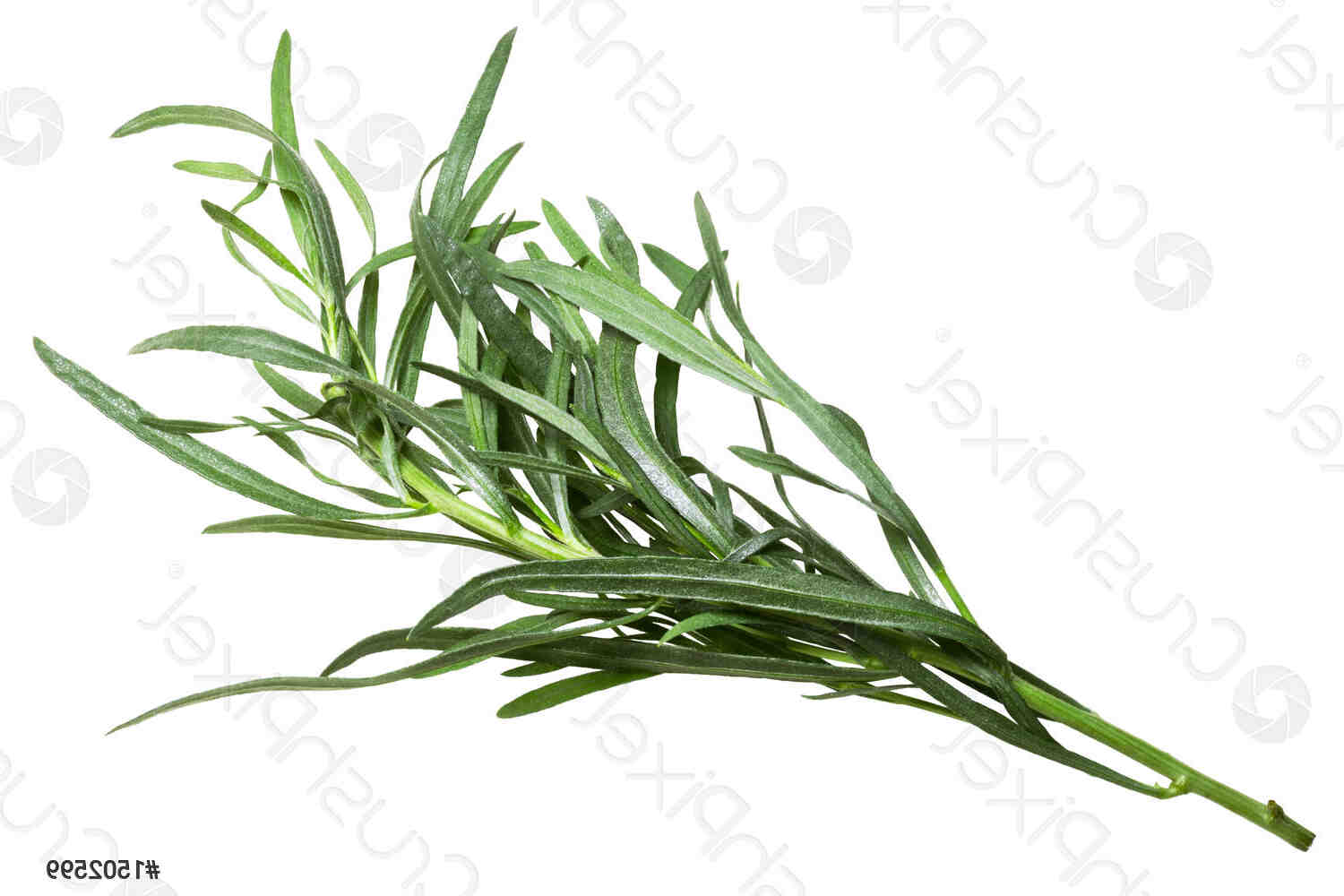 Estragon (Artemisia dracunculus) - Cueillette Nomade
